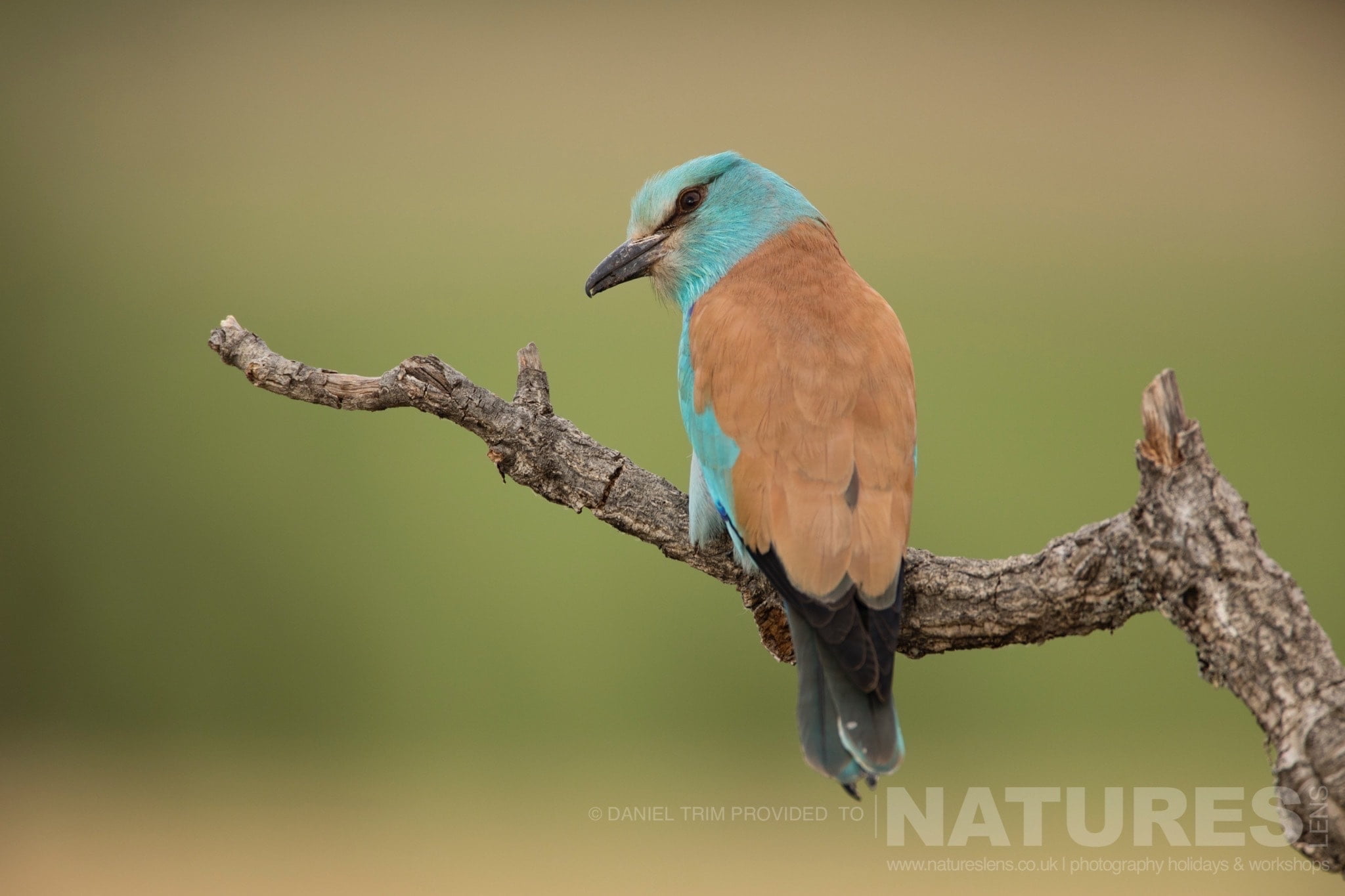 Dan's Second Report From Our Spanish Bird Photography Holiday - News ...