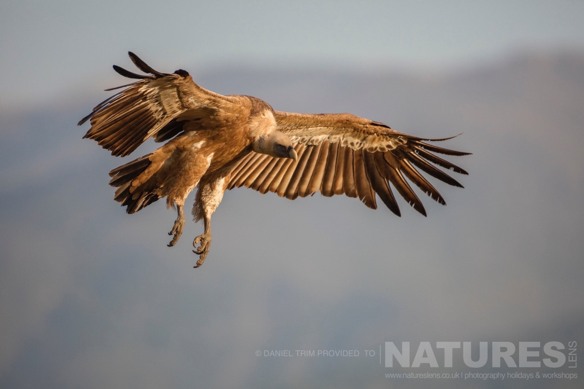 Dan's Second Report From Our Spanish Bird Photography Holiday - News ...