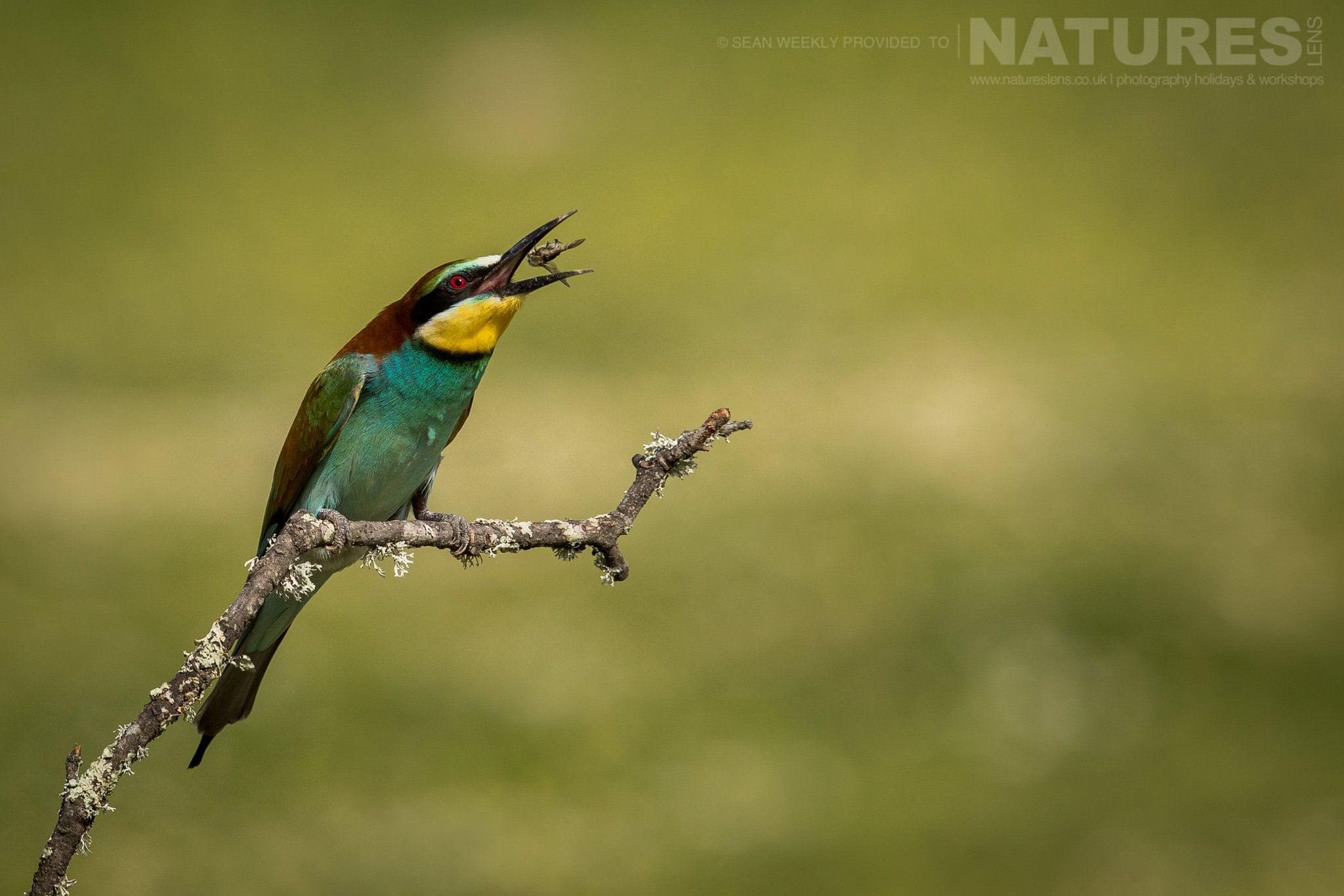 A 2018 Visit To The Fantastic Spanish Birds Of Calera - News - NaturesLens