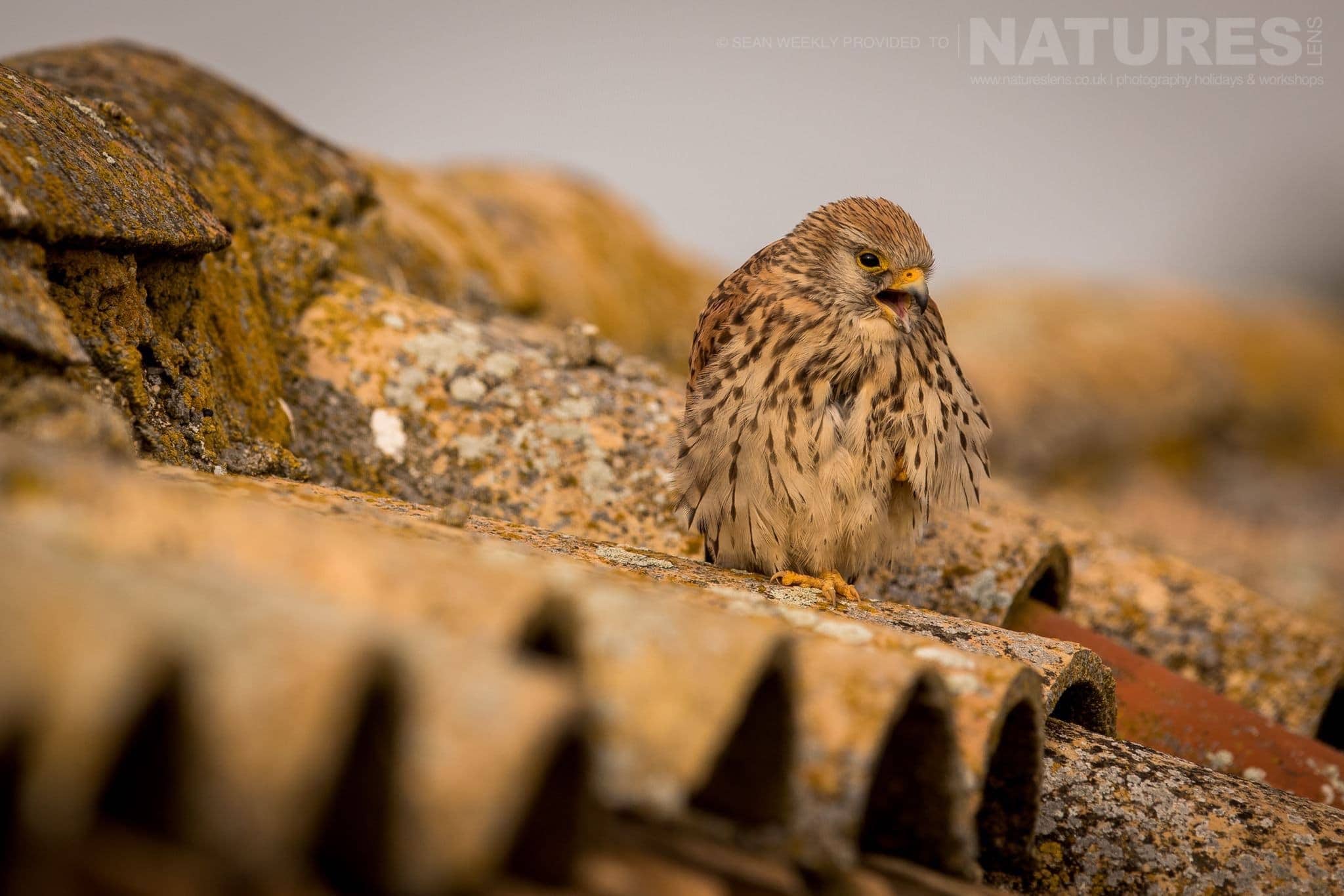 A 2018 Visit To The Fantastic Spanish Birds Of Calera - News - NaturesLens