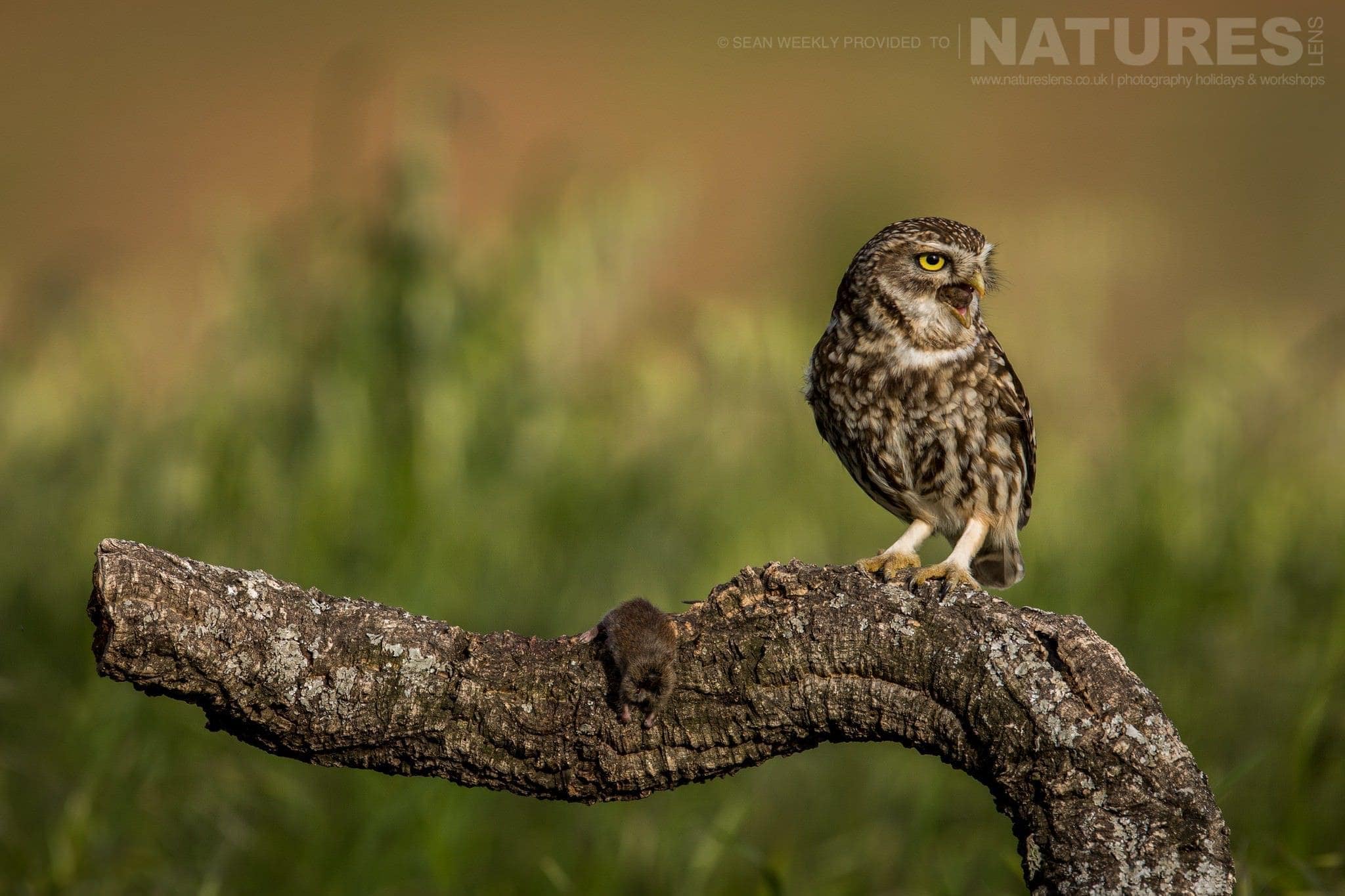 A 2018 Visit To The Fantastic Spanish Birds Of Calera - News - NaturesLens