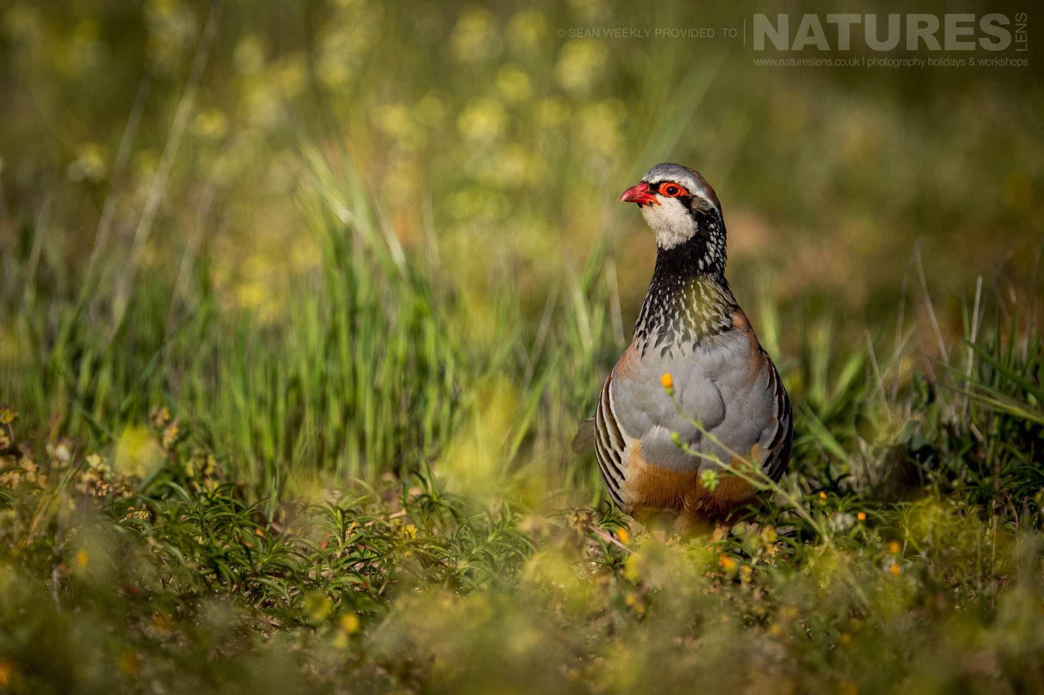A 2018 Visit To The Fantastic Spanish Birds Of Calera - News - NaturesLens