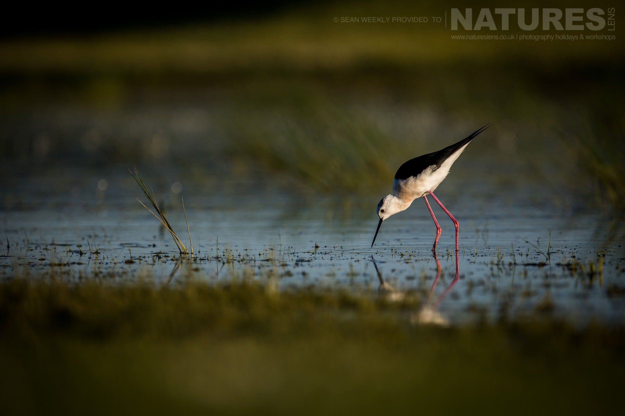 A 2018 Visit To The Fantastic Spanish Birds Of Calera - News - NaturesLens