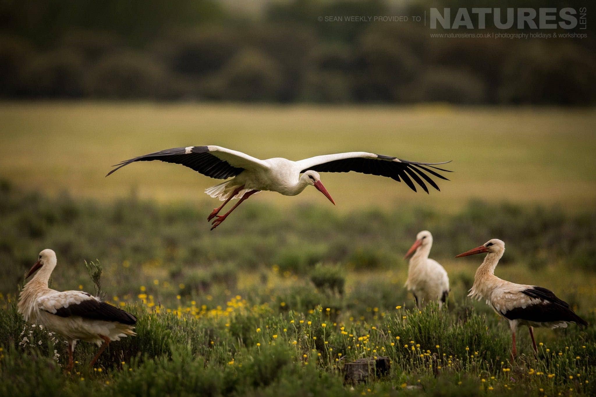 A 2018 Visit To The Fantastic Spanish Birds Of Calera - News - NaturesLens