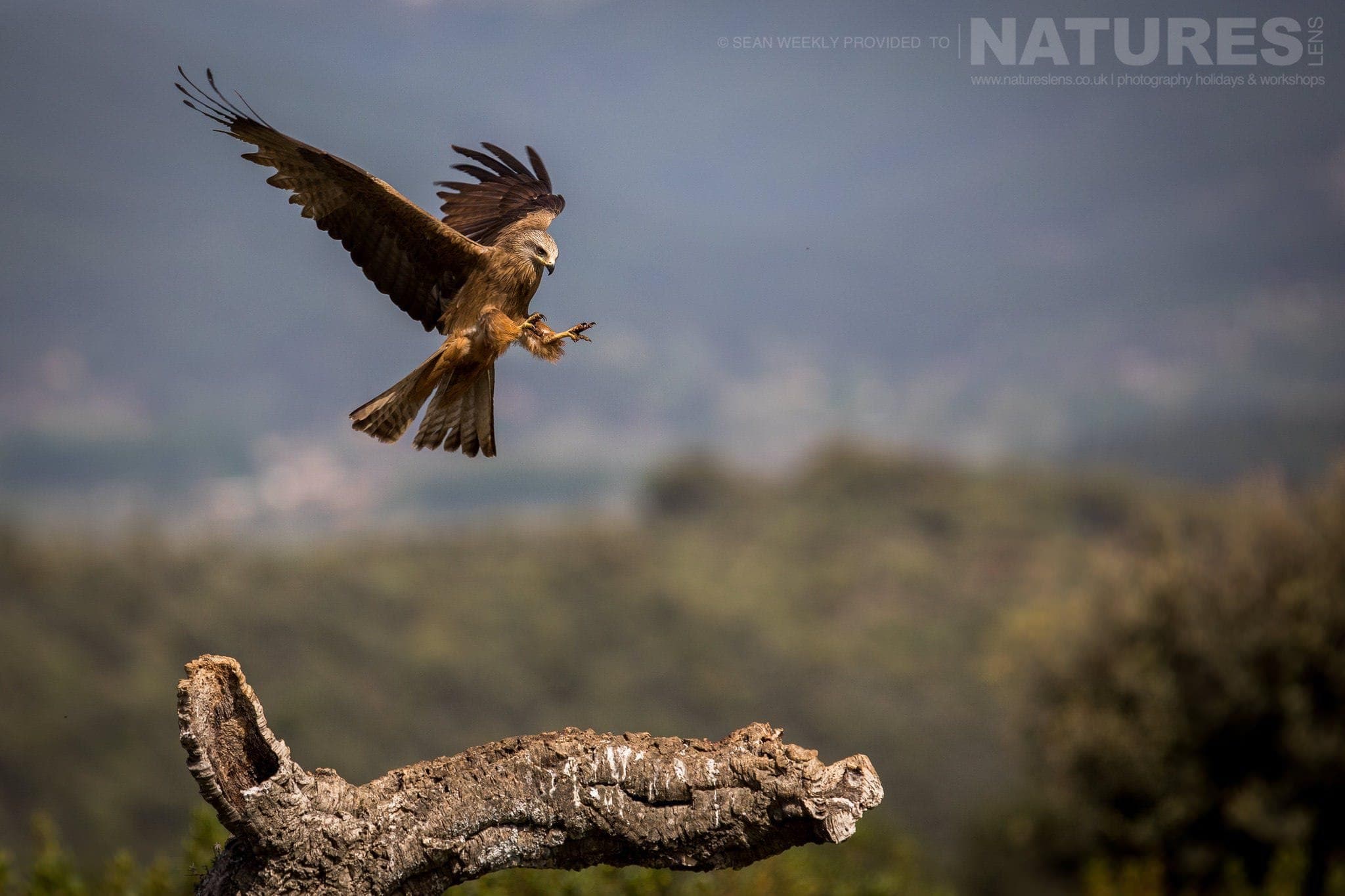 A 2018 Visit To The Fantastic Spanish Birds Of Calera - News - NaturesLens
