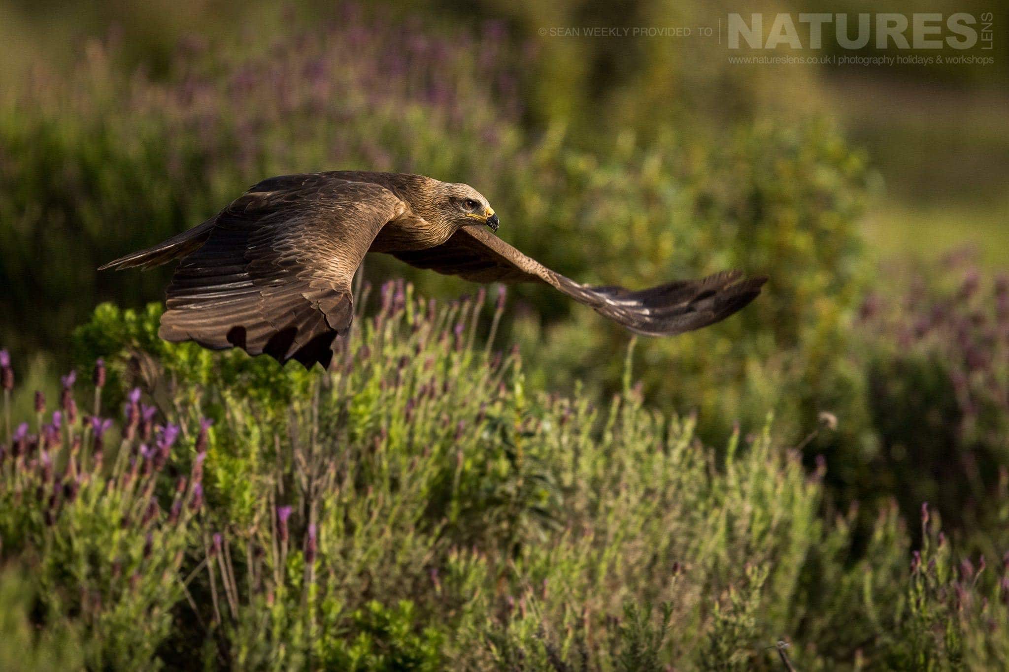 A 2018 Visit To The Fantastic Spanish Birds Of Calera - News - NaturesLens
