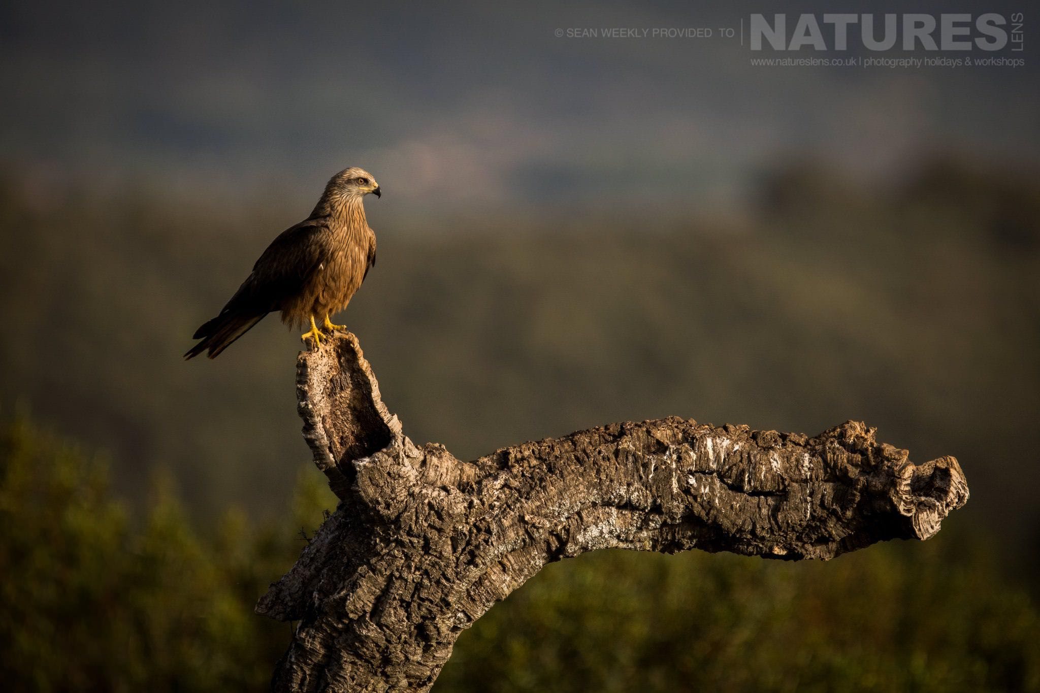 A 2018 Visit To The Fantastic Spanish Birds Of Calera - News - NaturesLens