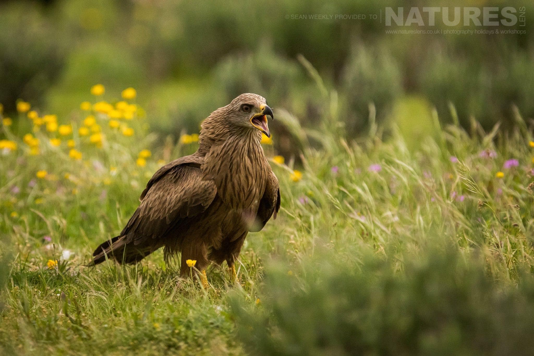 A 2018 Visit To The Fantastic Spanish Birds Of Calera - News - NaturesLens