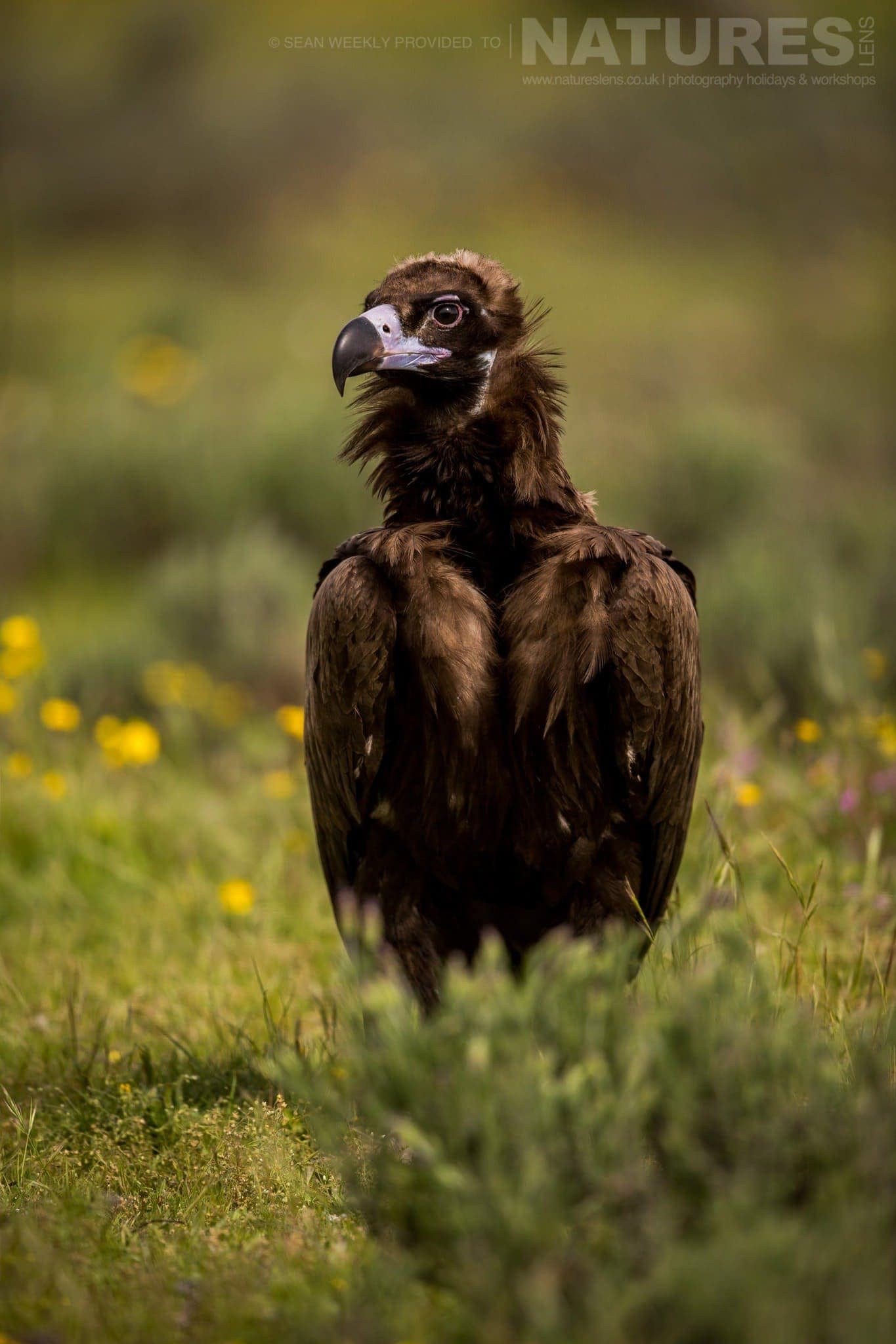 A 2018 Visit To The Fantastic Spanish Birds Of Calera - News - NaturesLens
