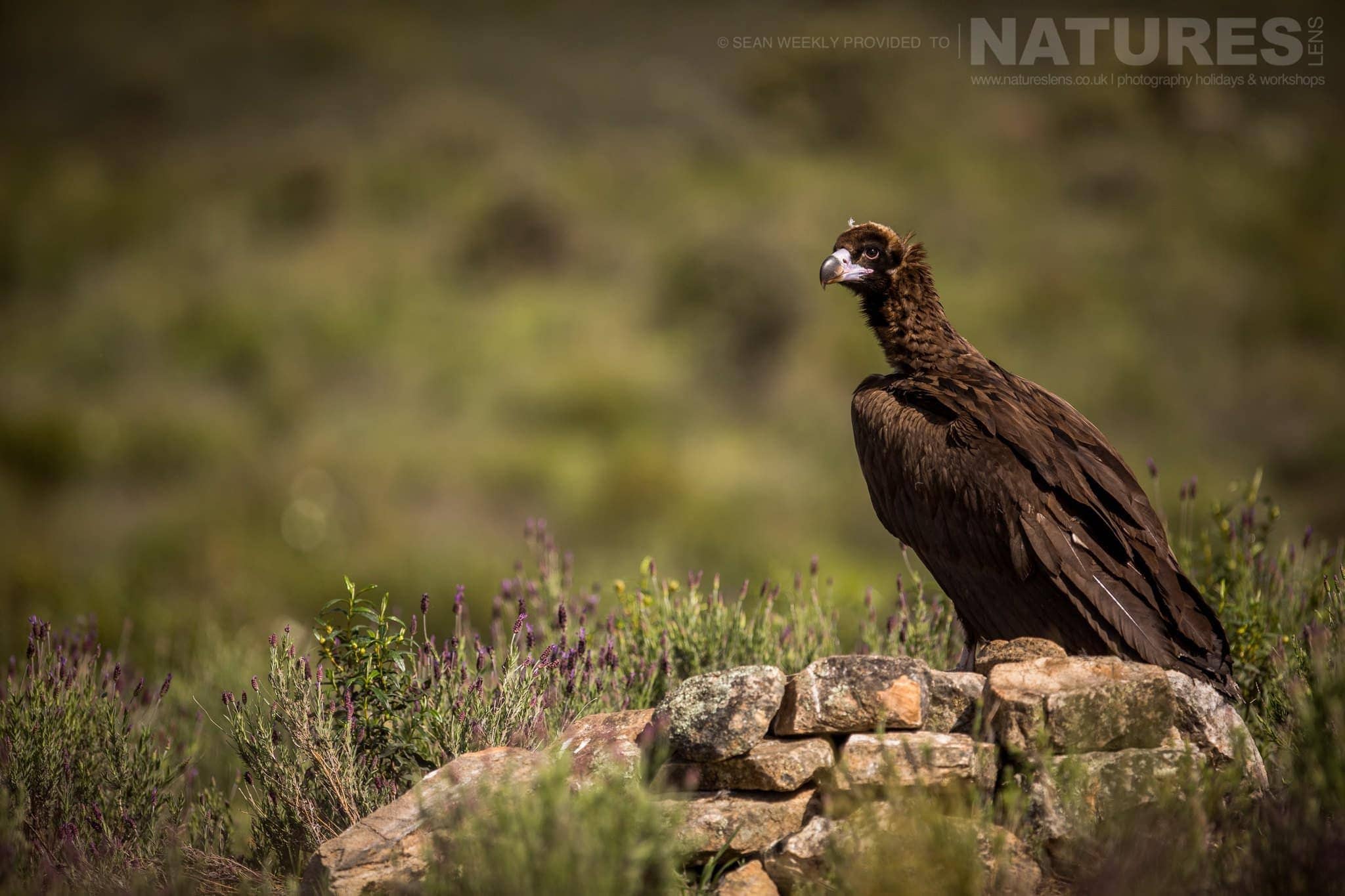 A 2018 Visit To The Fantastic Spanish Birds Of Calera - News - NaturesLens