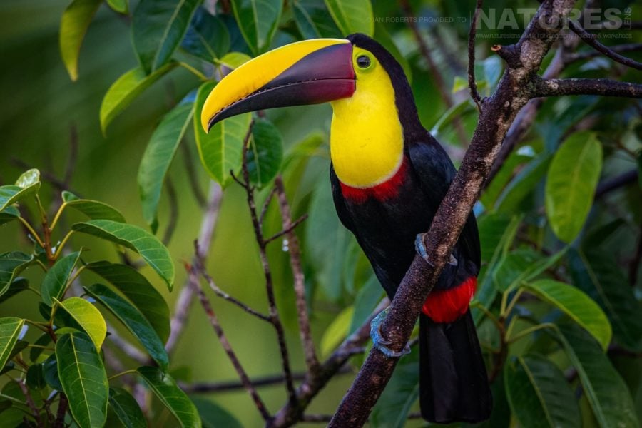 14 Days With The Astonishing Wildlife Of Costa Rica - News - NaturesLens
