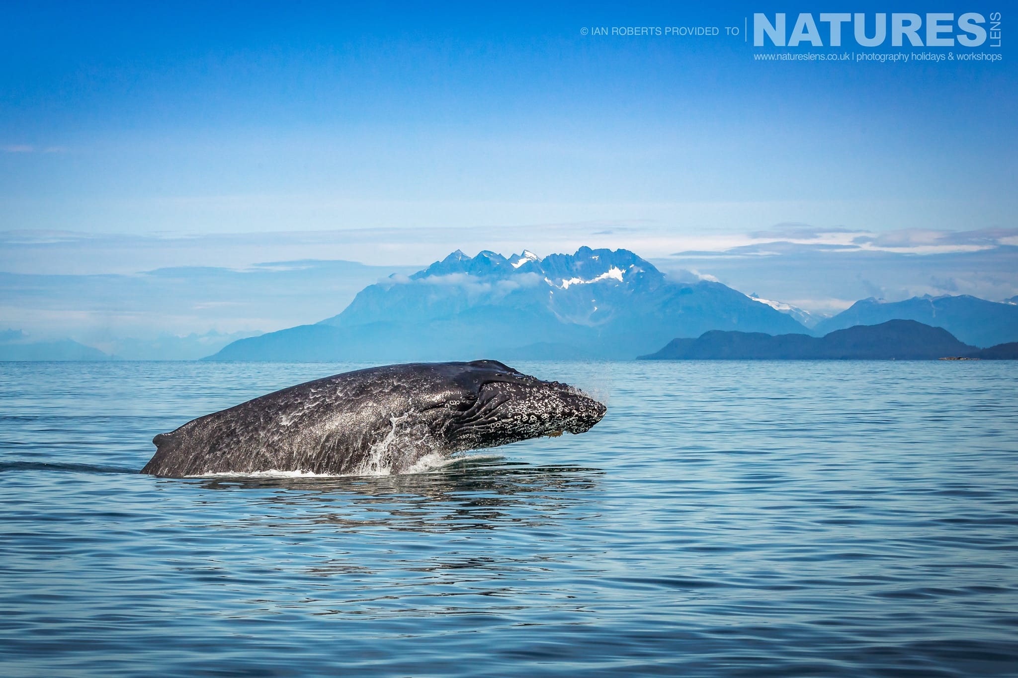 18 Images Of The Amazing Landscapes & Wildlife Of Alaska - News ...