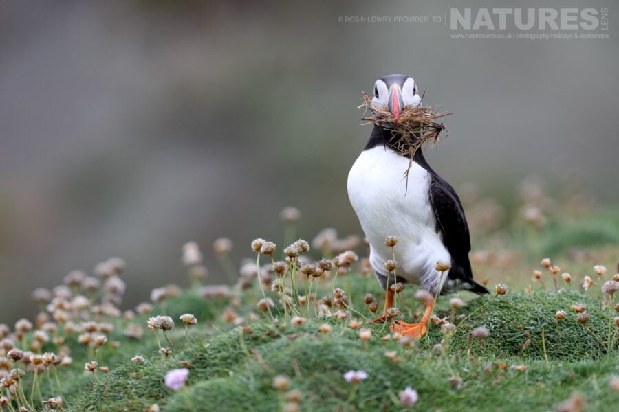 Atlantic Puffins Of Fair Isle Photography Holiday - June 2026 - NaturesLens