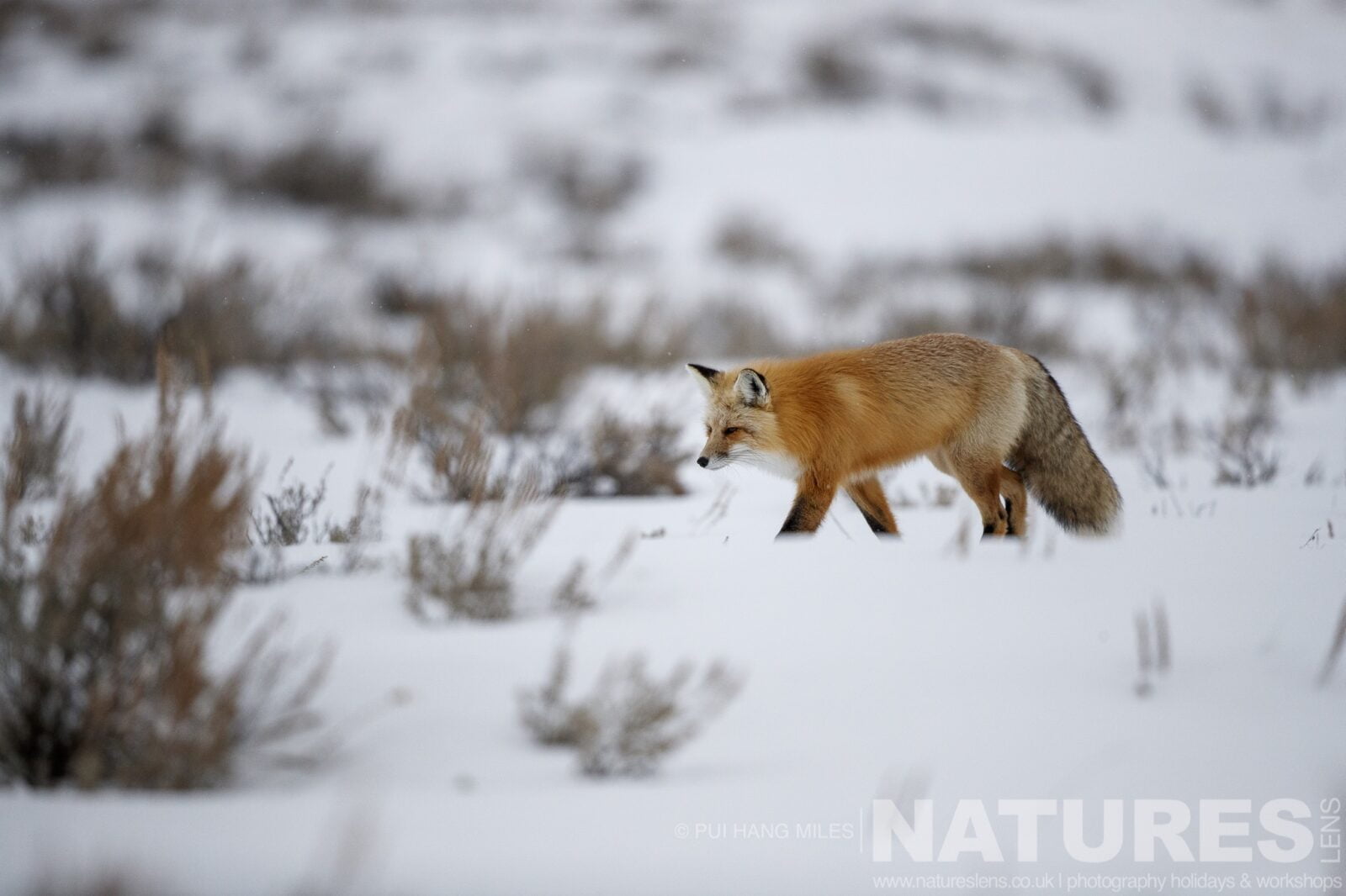 Discover The Fascinating Yellowstone Wildlife In Winter - News ...