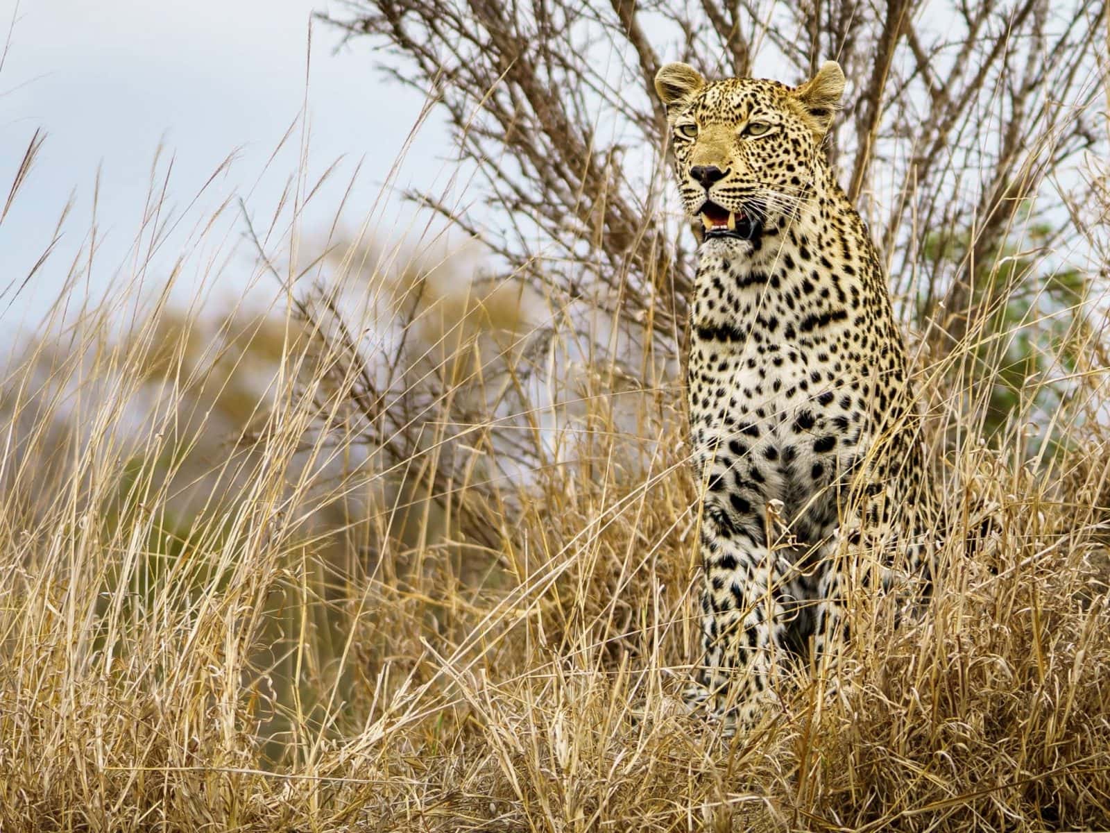 7 holidays to capture images of the African Lion - NaturesLens