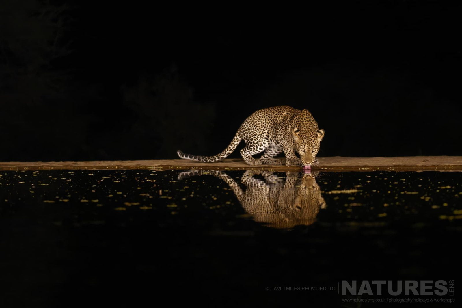 Wildlife Photography Holidays & Tours - NaturesLens