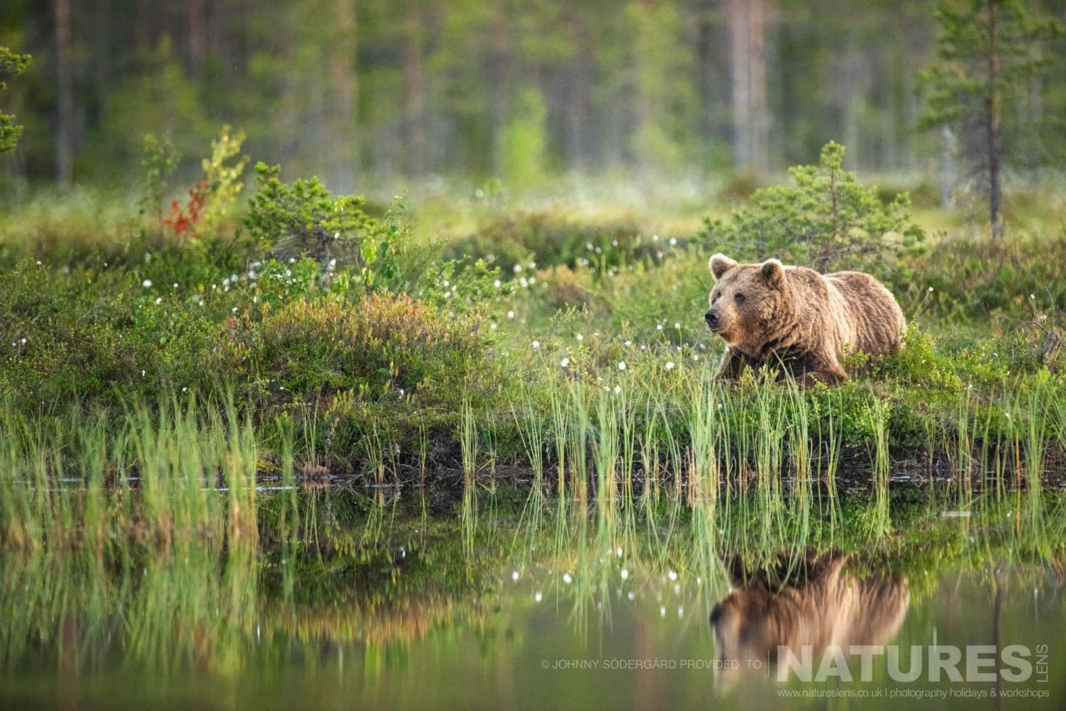 The Amazing Brown Bears Of Finland - News - NaturesLens