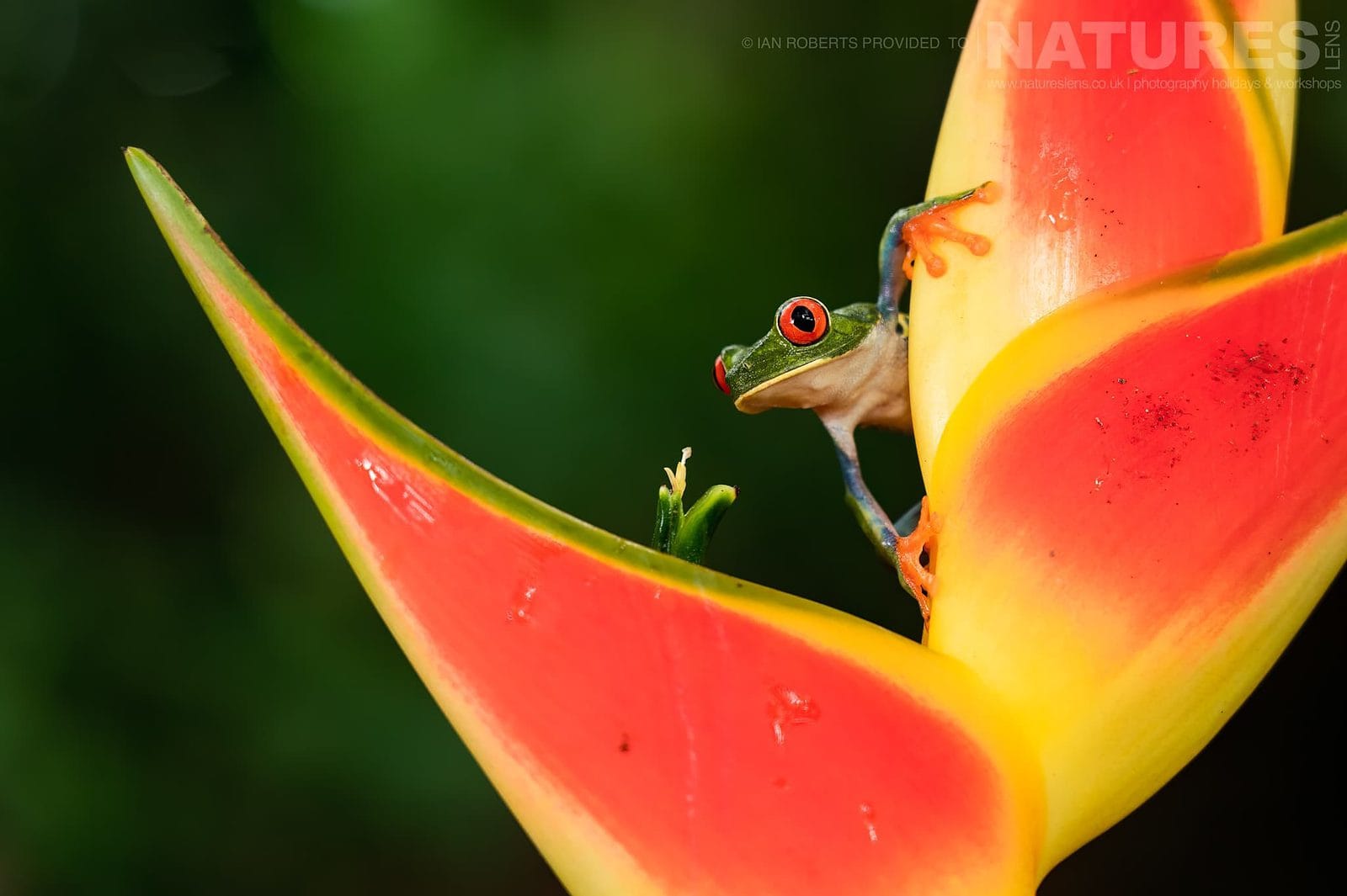 Photographing The Spectacular Red-eyed Tree Frog - News - NaturesLens