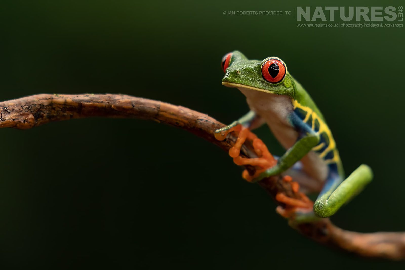 Photographing The Spectacular Red-eyed Tree Frog - News - NaturesLens