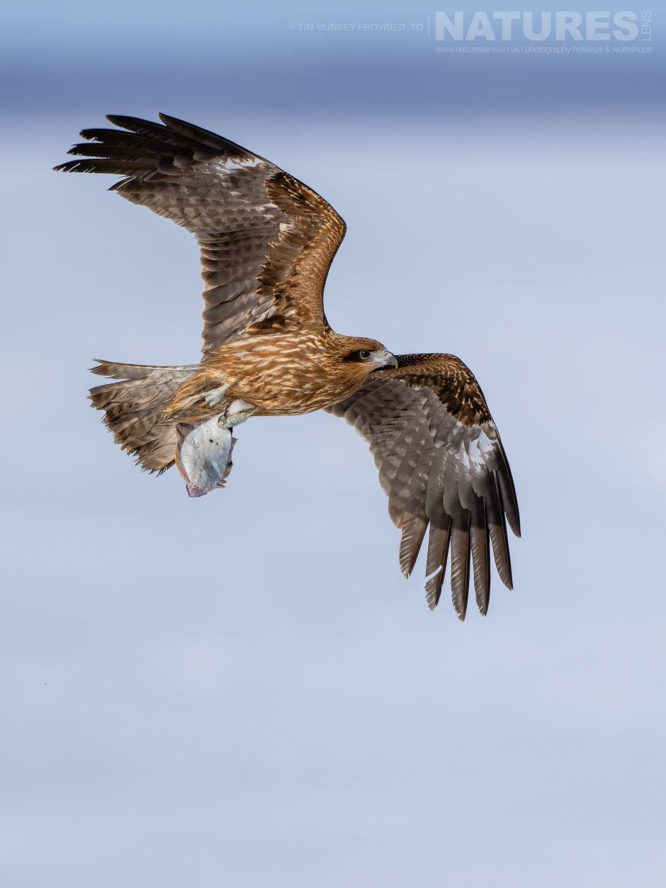 Discover Winter Wildlife Photography Around The World