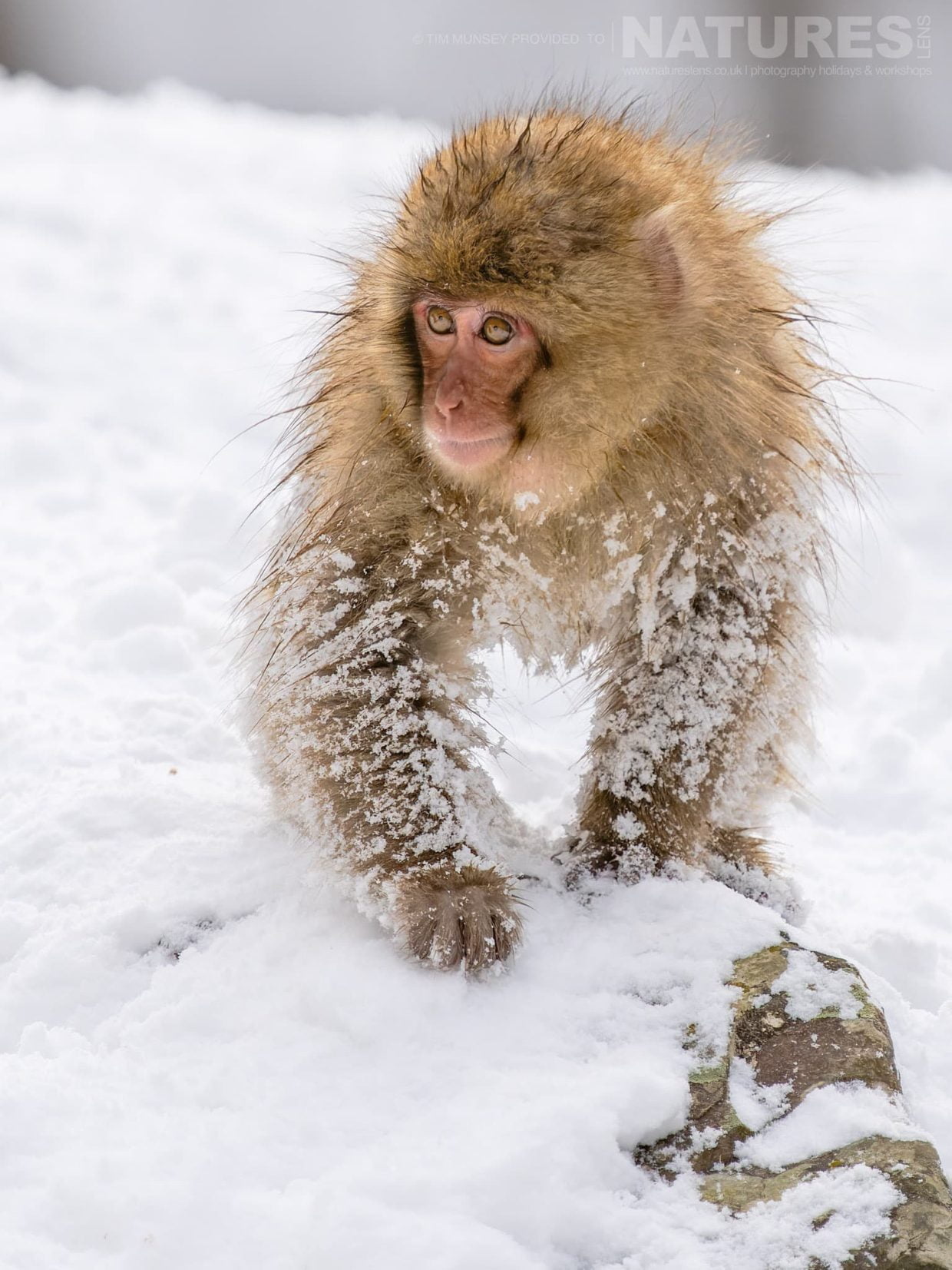 Tim Munsey - Japanese Winter Wildlife Revealed - 2023 - NaturesLens