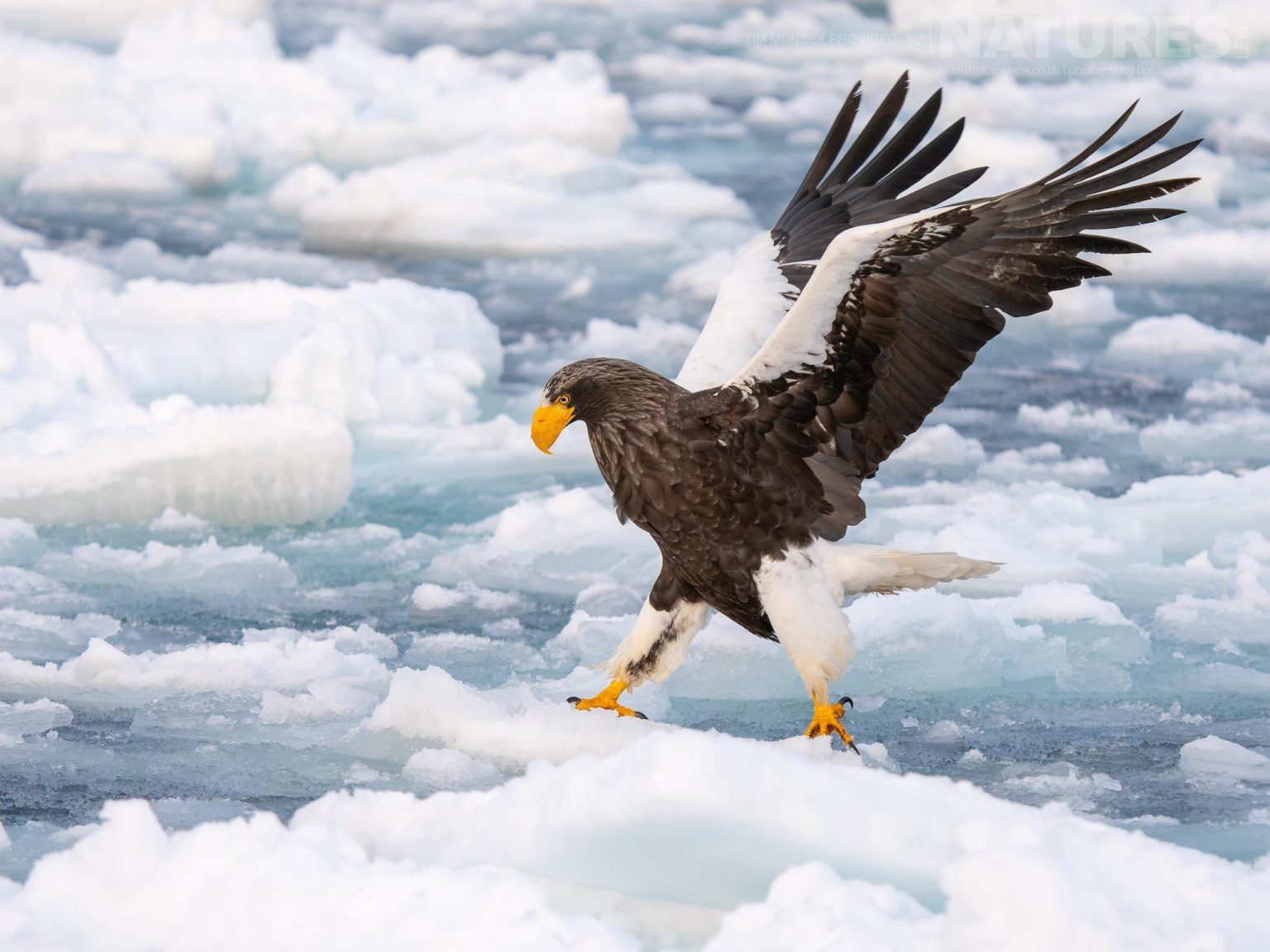 Tim Munsey - Japanese Winter Wildlife Revealed - 2023 - NaturesLens