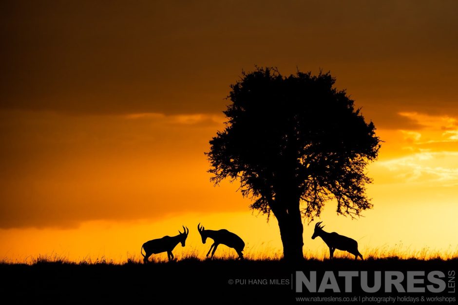 Pui Hang Miles - Wildlife Of The Mara - 2022 - NaturesLens
