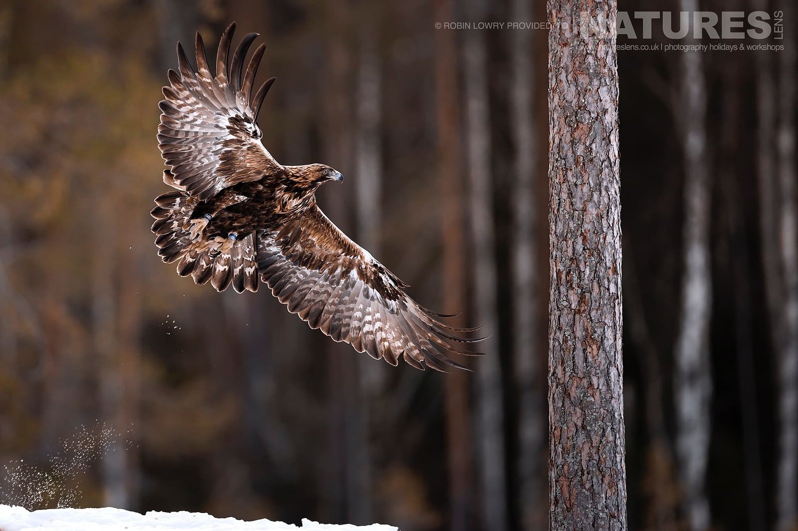 Northern Sweden's Eagles - Witness The Thrilling Experience With NaturesLens
