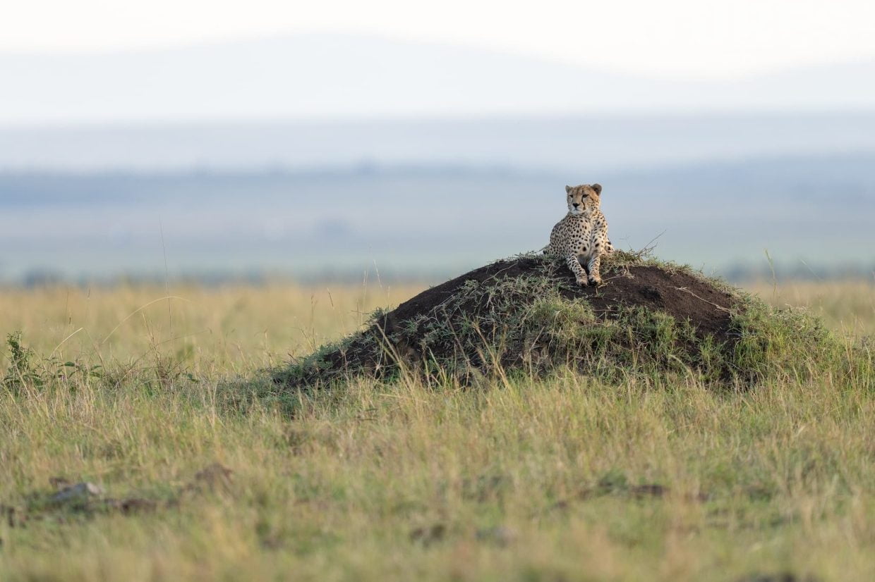 Discover The Majestic Wildlife Of The Maasai Mara With NaturesLens