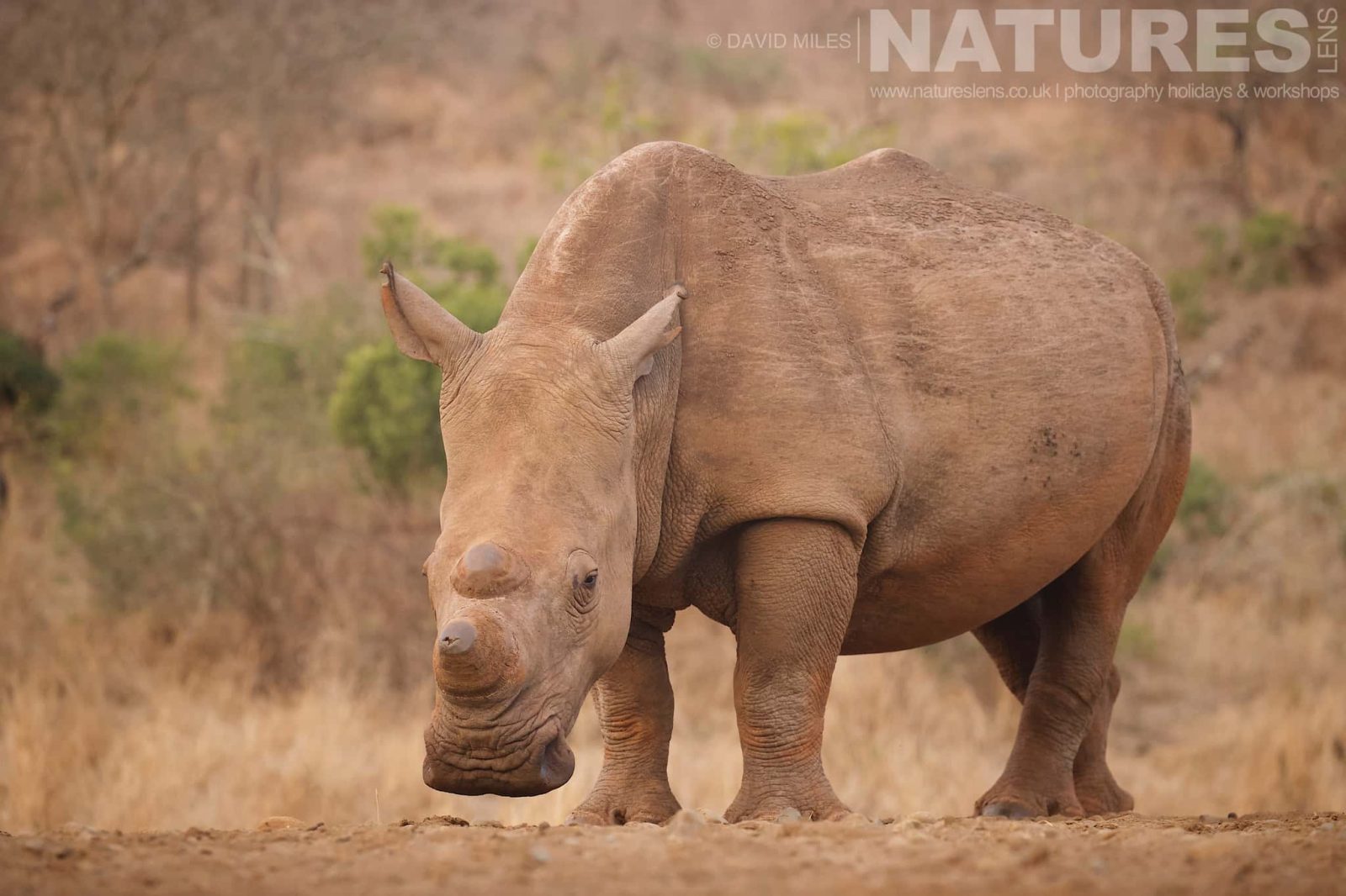 Photography Of The Wildlife Of Zimanga Game Reserve | NaturesLens