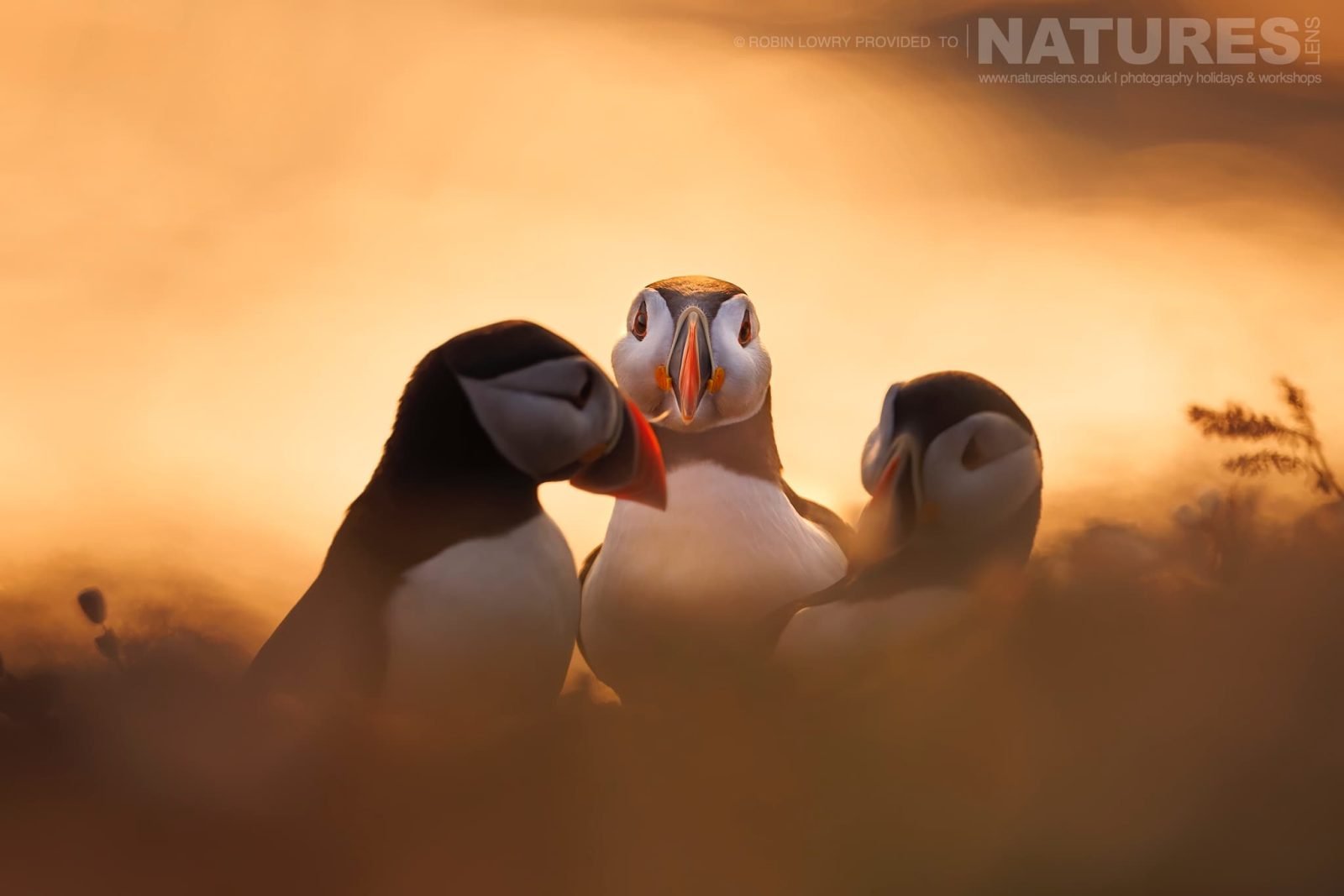 Exploring The Magical World Of Atlantic Puffins On Skomer Island In ...