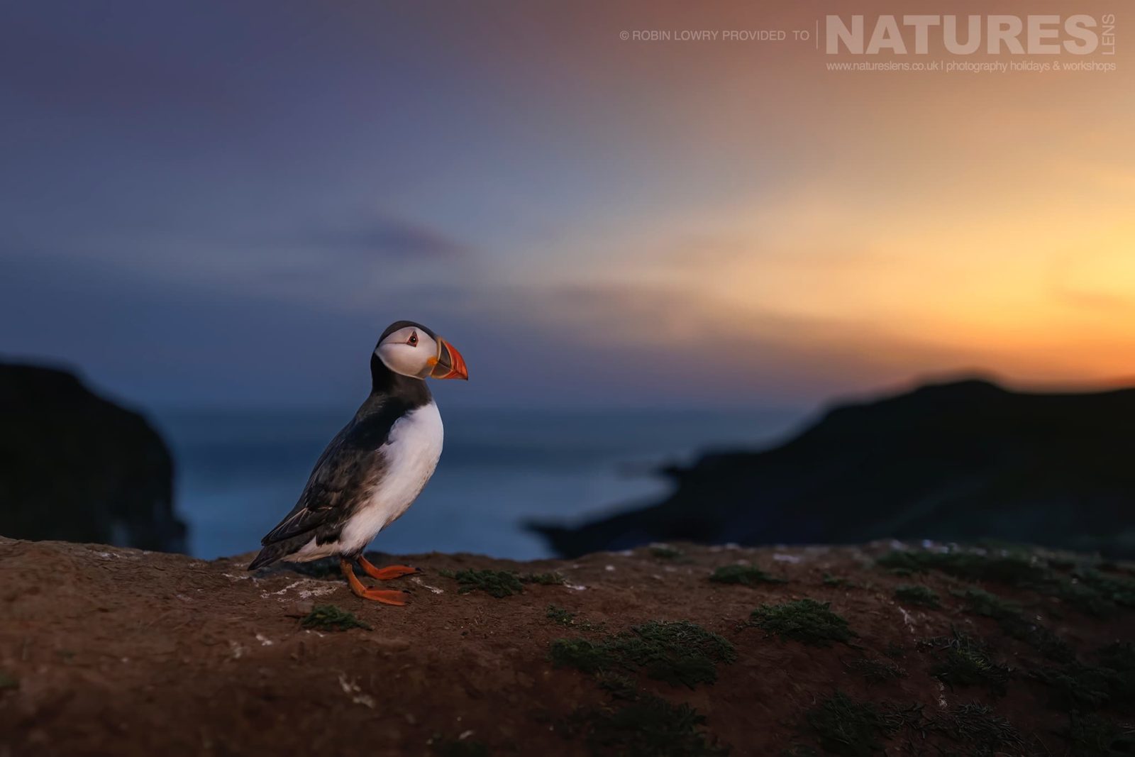 Exploring The Magical World Of Atlantic Puffins On Skomer Island In ...