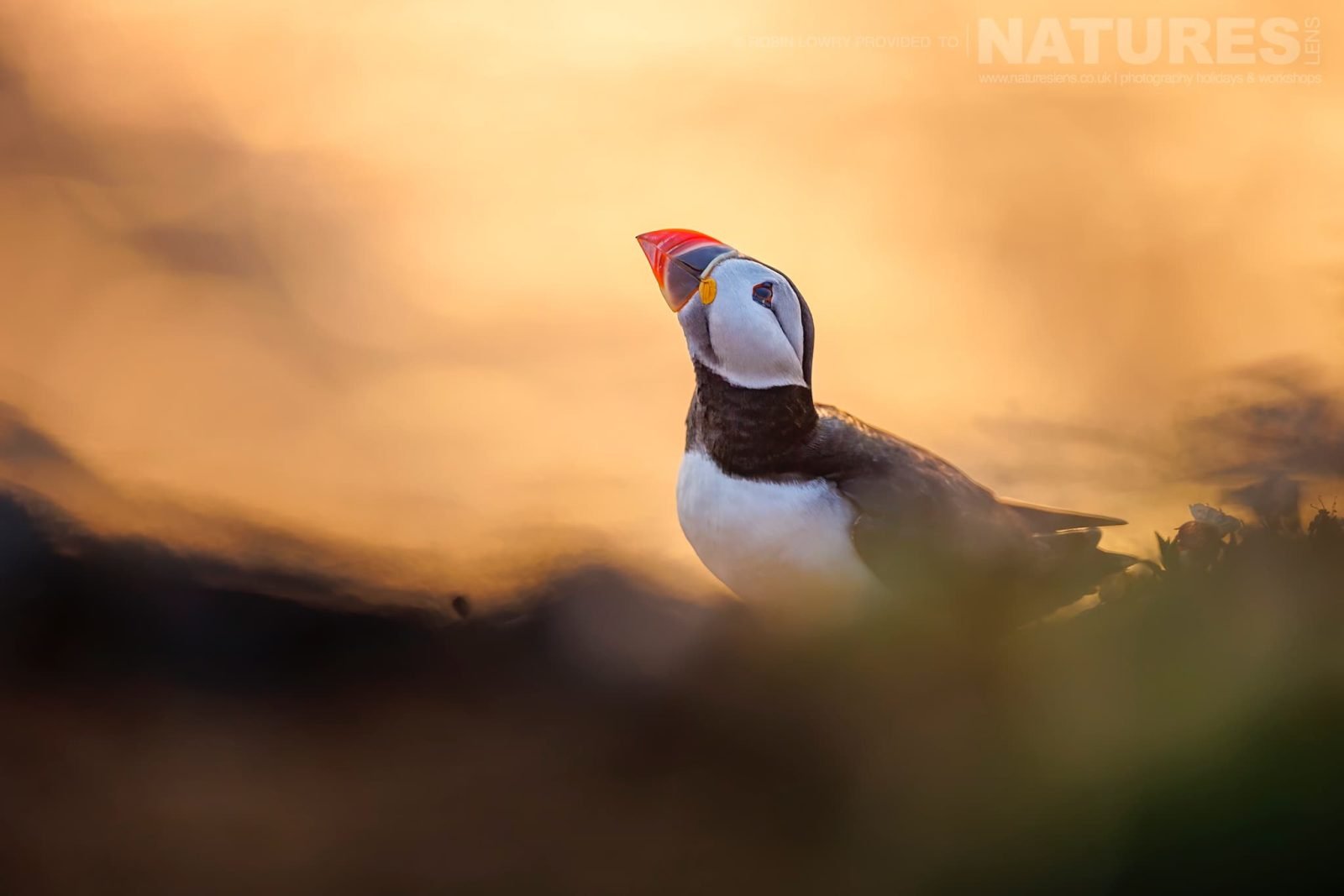 Exploring The Magical World Of Atlantic Puffins On Skomer Island In ...