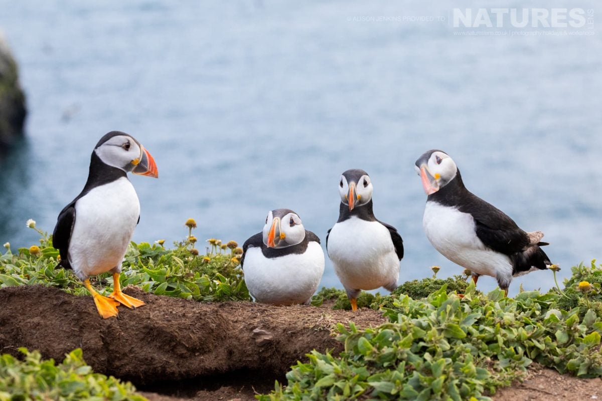 A Focus On The Charismatic Atlantic Puffins Of Skomer Island - News ...