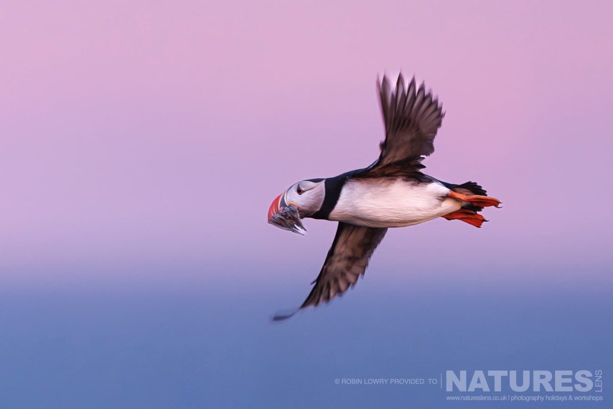 Robin Lowry - Atlantic Puffins Of Grímsey Island - 2023 - NaturesLens