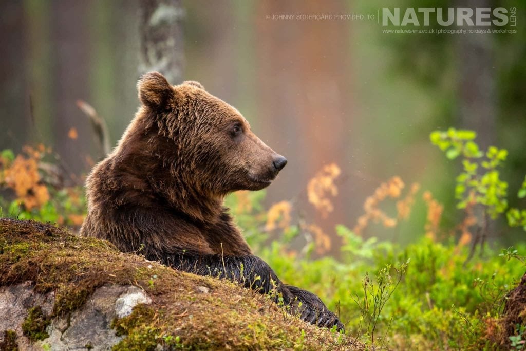 The Amazing Brown Bears Of Finland - News - NaturesLens