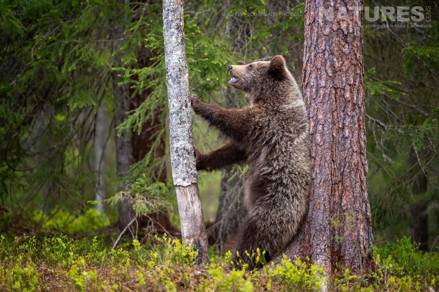 The Amazing Brown Bears Of Finland - News - NaturesLens