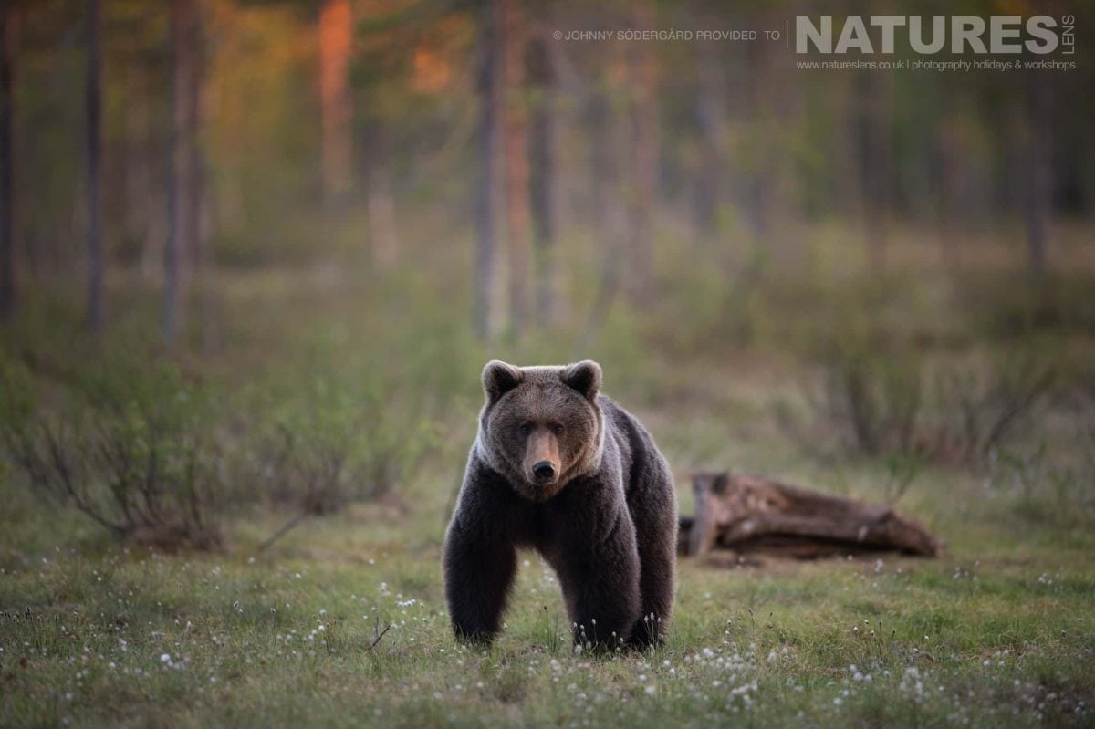 The Amazing Brown Bears Of Finland - News - NaturesLens
