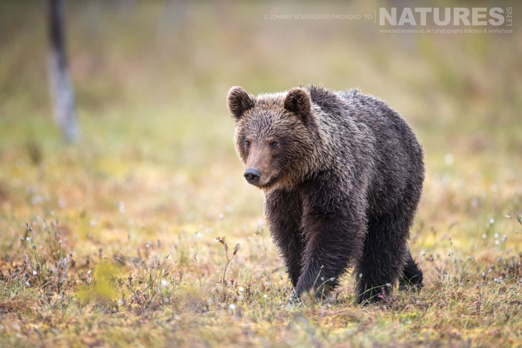 The Amazing Brown Bears Of Finland - News - NaturesLens