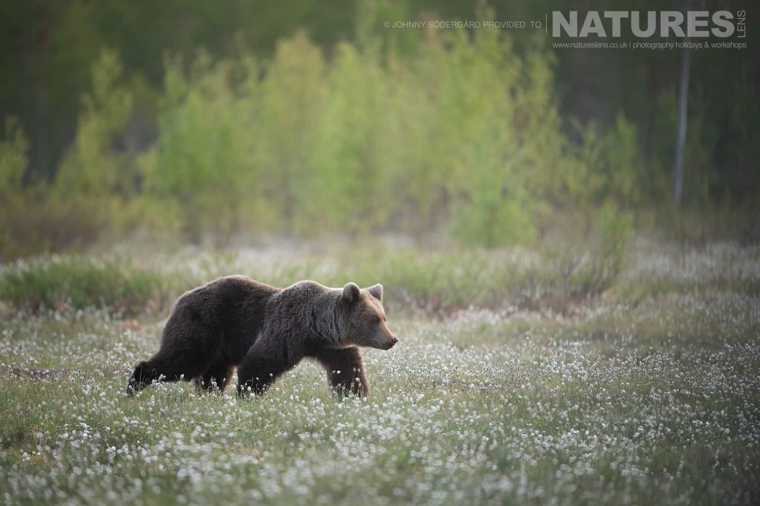 The Amazing Brown Bears Of Finland - News - NaturesLens