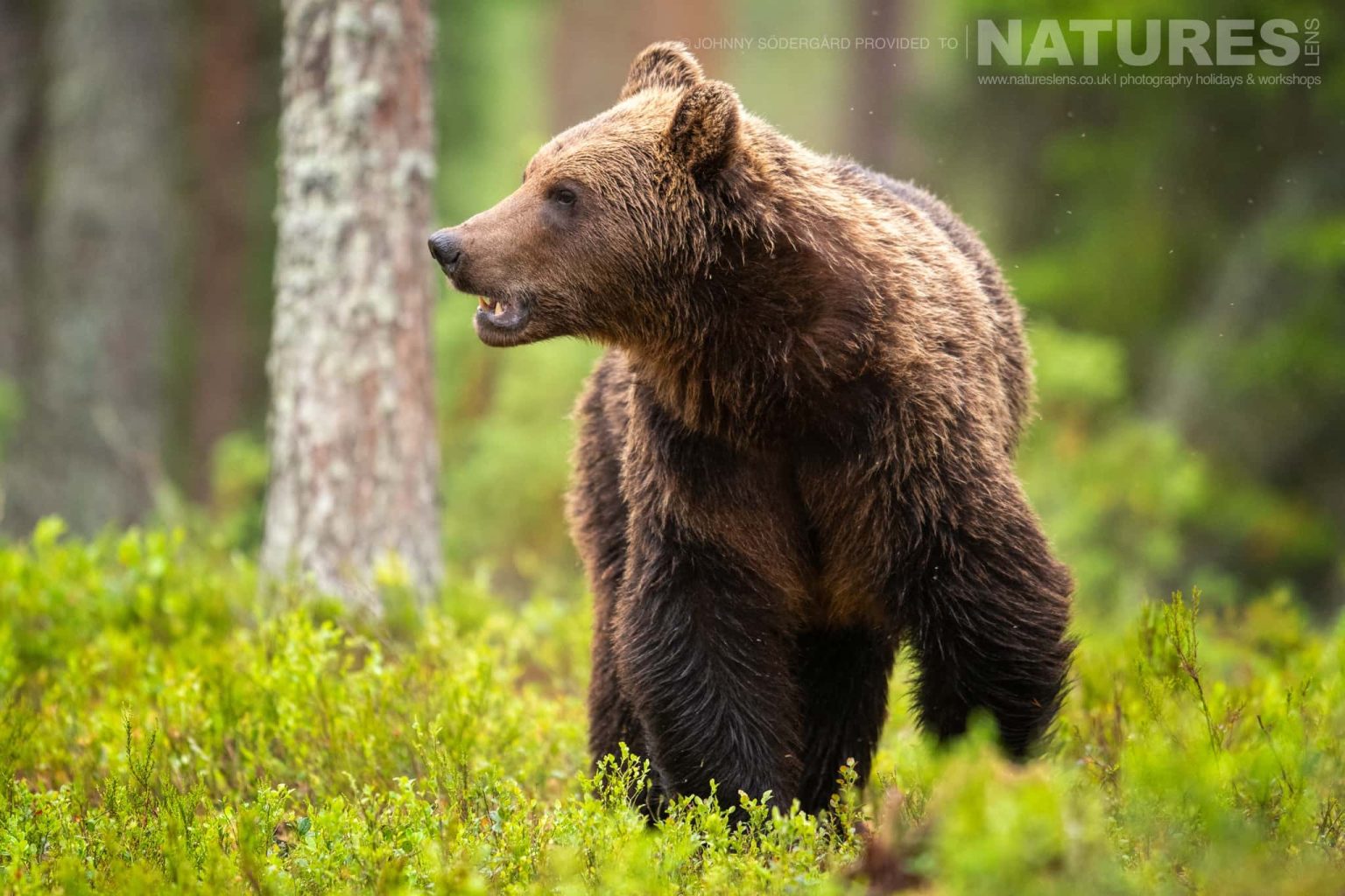 The Amazing Brown Bears Of Finland - News - NaturesLens