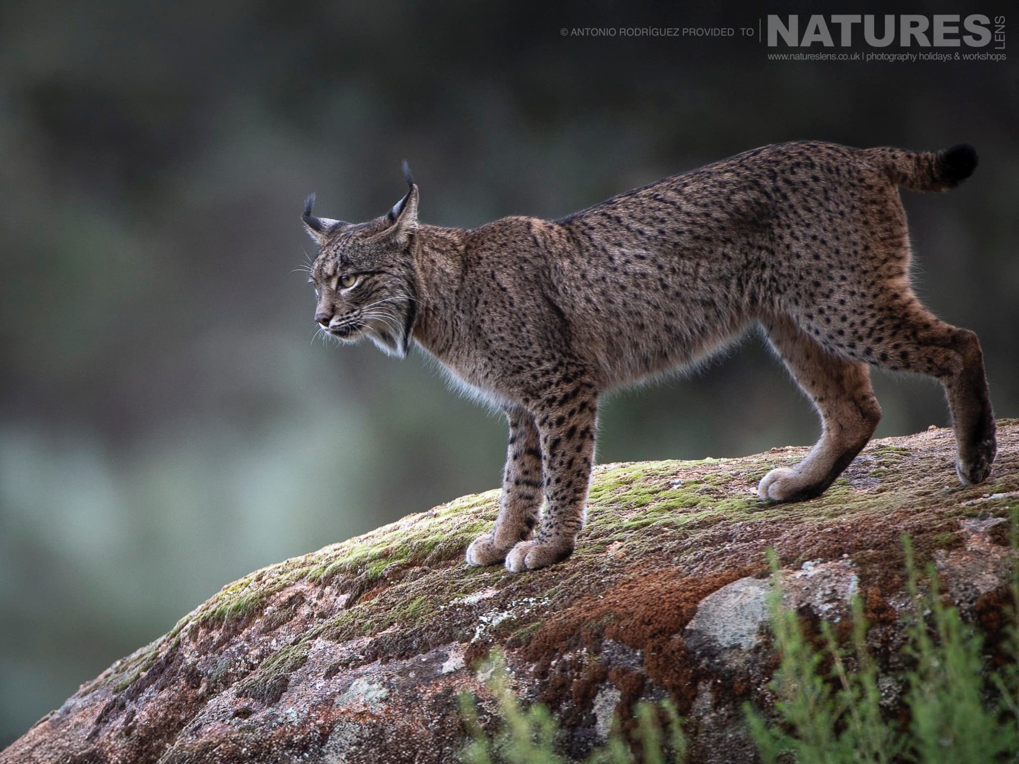 The Elusive Iberian Lynx During Summer Photography Holiday - July 2026 ...