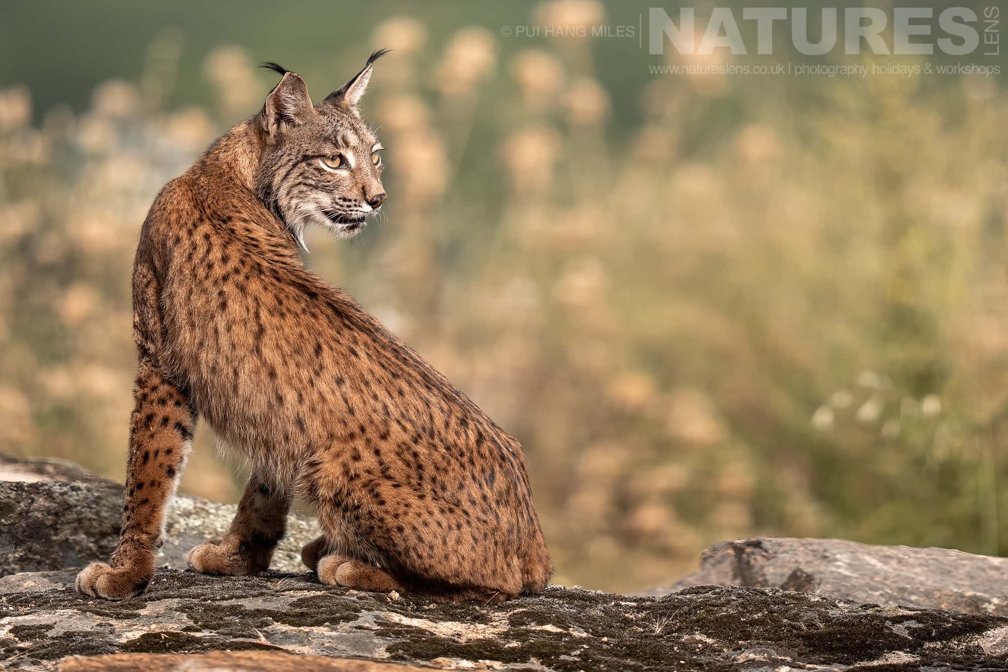 On Tour ... Photographing The Iberian Lynx - News - NaturesLens