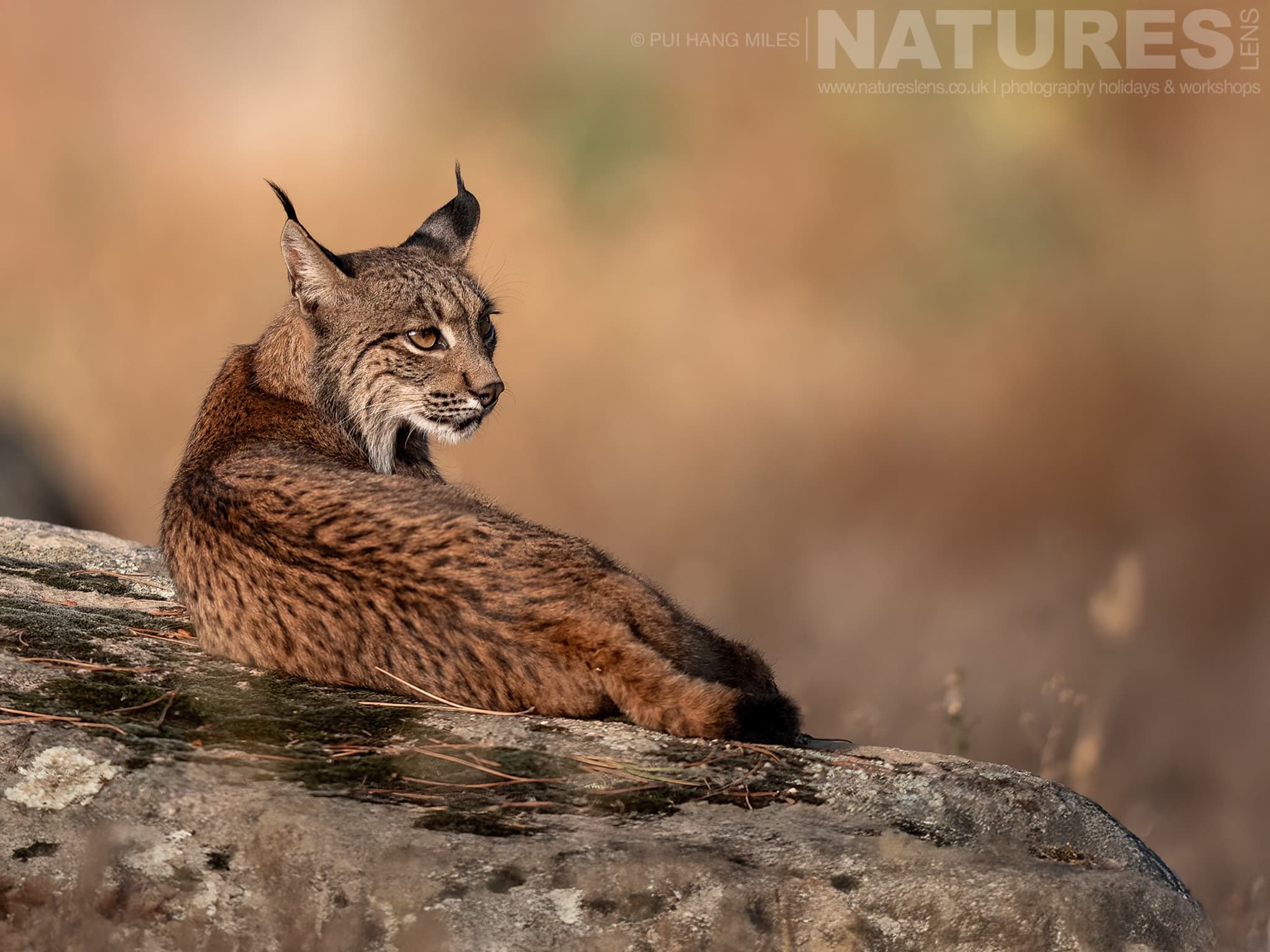 On Tour ... Photographing The Iberian Lynx - News - NaturesLens